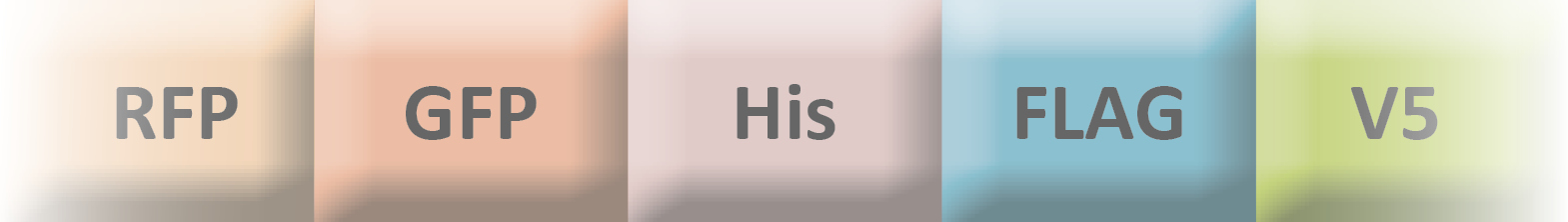 Primary Antibodies | Antibodies.com